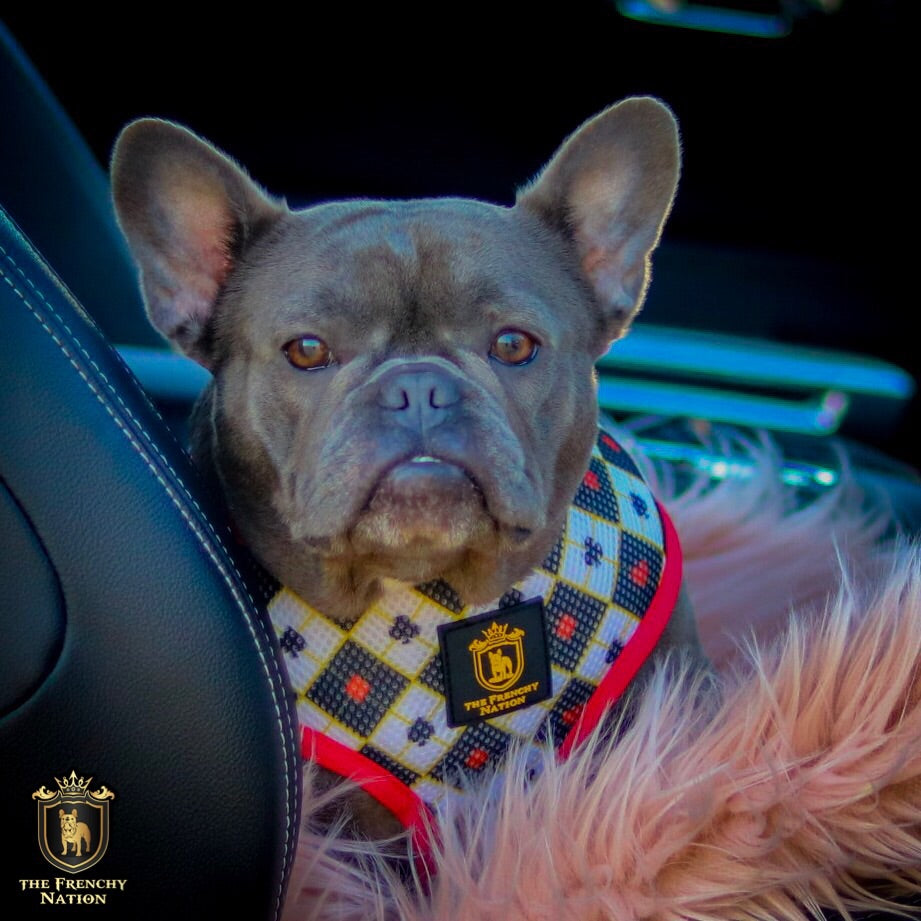 DIAMOND HEIST - ROYAL RED – The Frenchy Nation