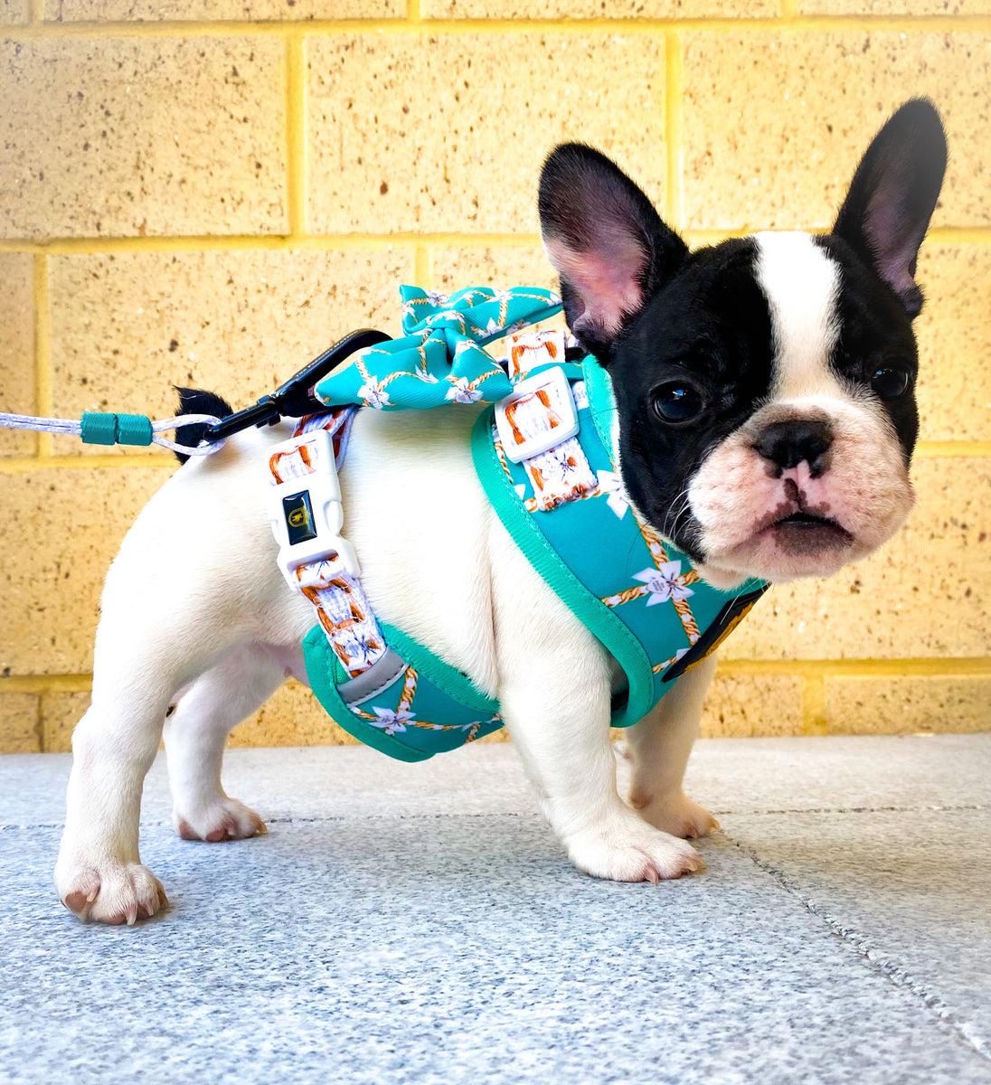 🔥NEW ARRIVAL 🔥 “Born Boujee” Puppy Adjustable Harness – The Frenchy Nation